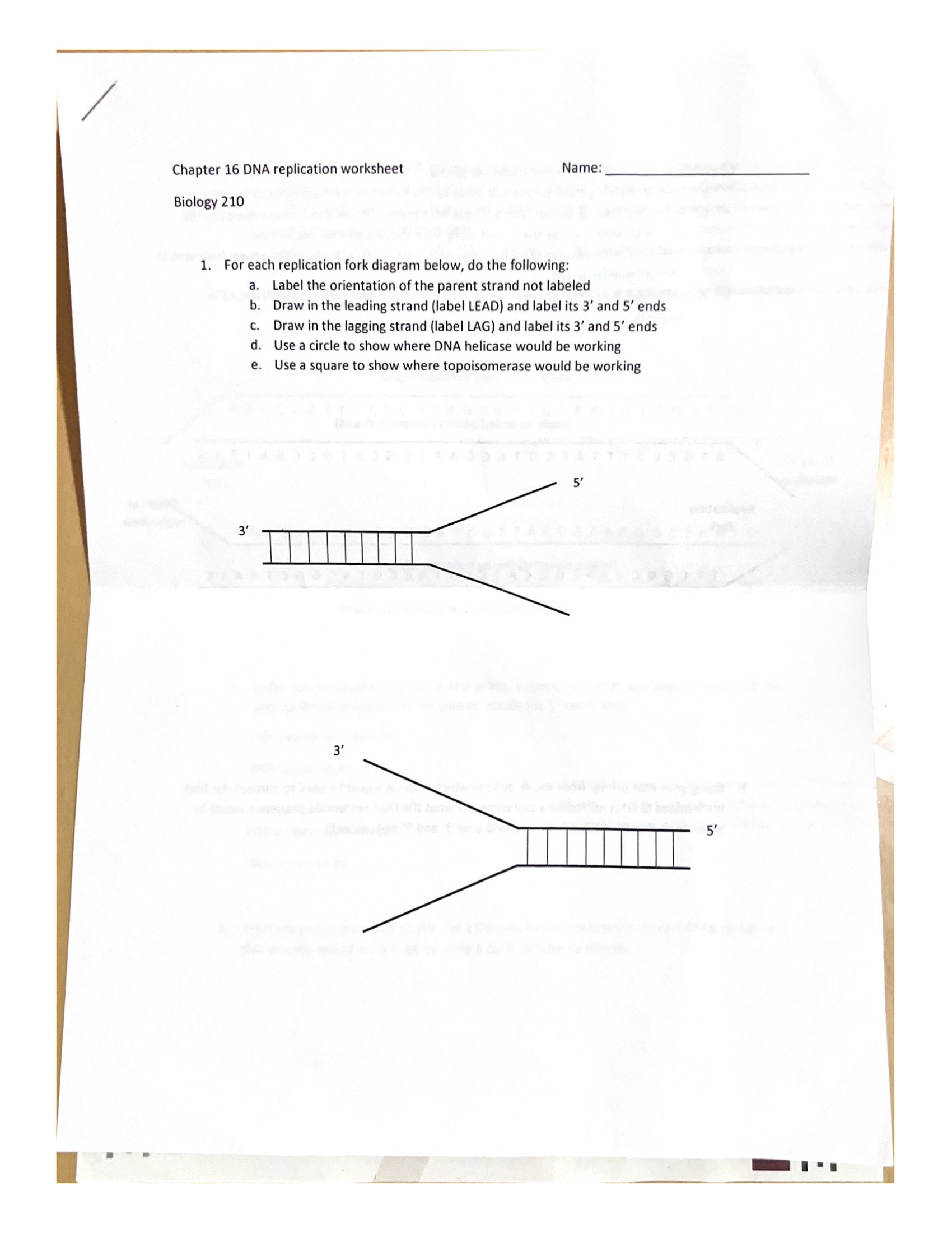 Solved 1. For each replication fork diagram below, do the | Chegg.com