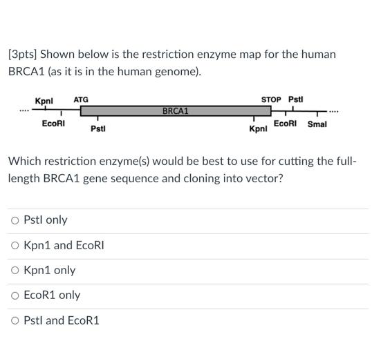 Solved (3pts] Shown below is the restriction enzyme map for | Chegg.com