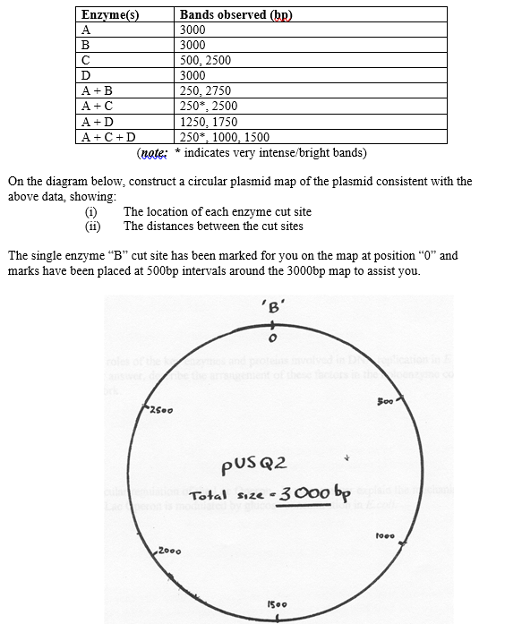 Solved Enzyme(s) Bands observed (bp) 3000 3000 500, 2500 | Chegg.com