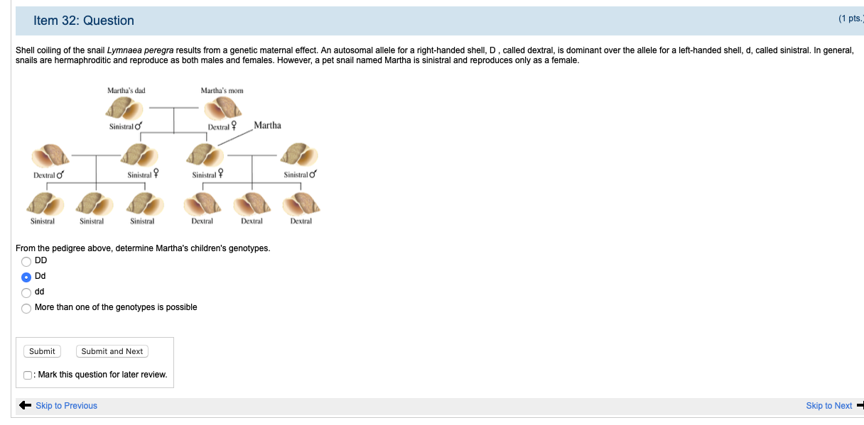 Solved Item 32: Question (1 pts. Shell coiling of the snail | Chegg.com