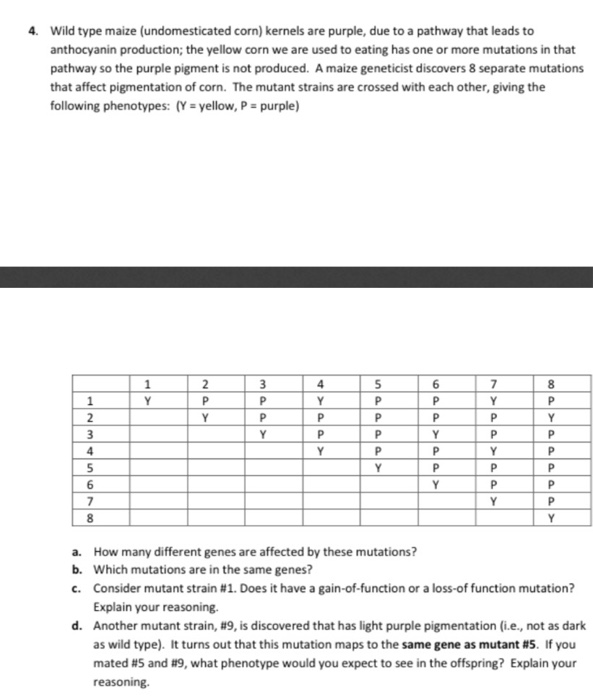 Solved 4. Wild type maize (undomesticated corn) kernels are | Chegg.com