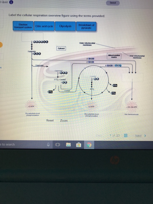 Solved Quiz Saved Label the cellular respiration overview | Chegg.com