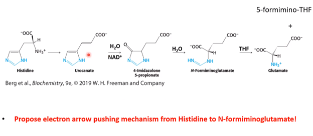 Solved 5-formimino-THE + COO H COO- Н,0 тоос, THF OOC -H | Chegg.com
