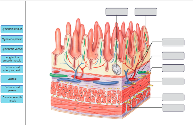 Solved Lymphoid nodule Myenteric plexus Lymphatic vessel | Chegg.com