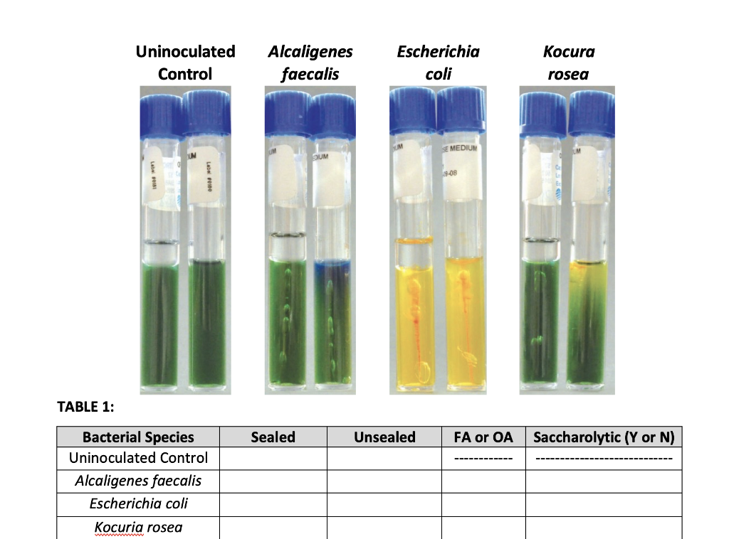 Solved Kocura Uninoculated Control Alcaligenes faecalis | Chegg.com