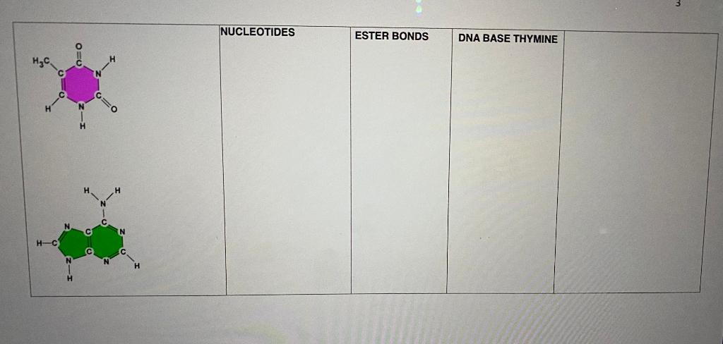 Solved Biomolecules: Monomers and Polymers Use your notes | Chegg.com
