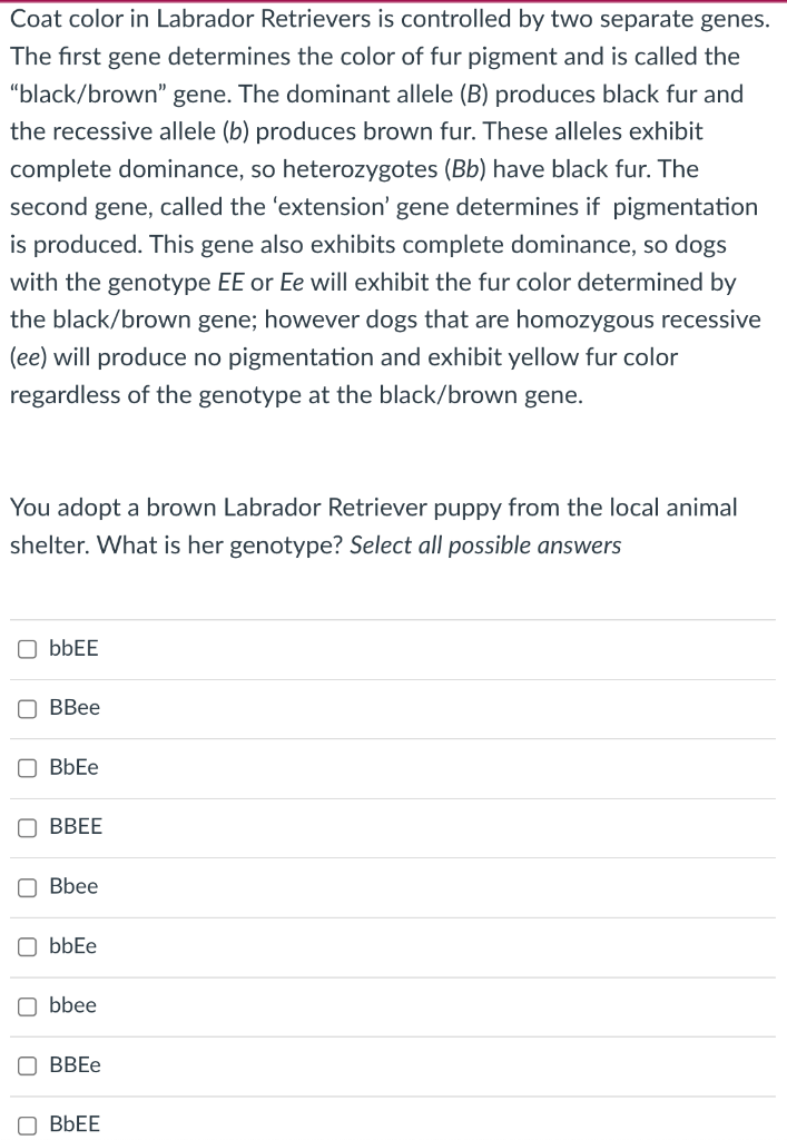 Solved Coat color in Labrador Retrievers is controlled by | Chegg.com