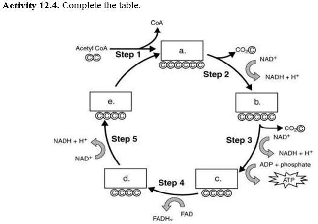 Solved Activity 12.4. Complete the table. COA Acetyl CoA a. | Chegg.com