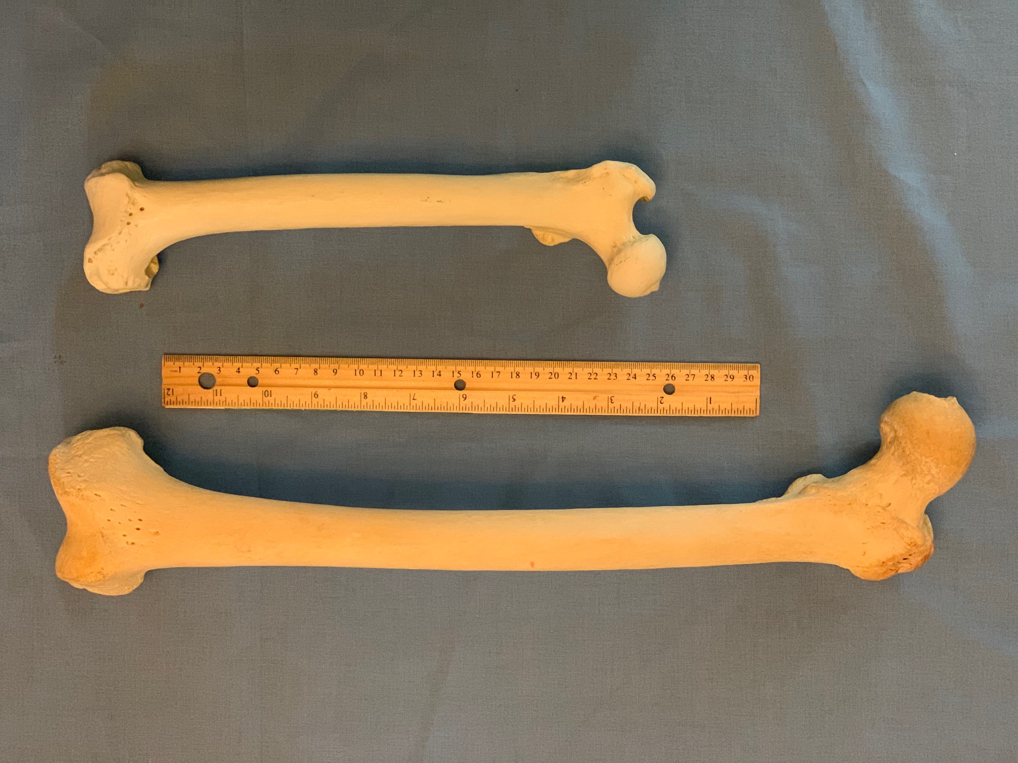 Solved Compare these two bones. Do you think they are they | Chegg.com
