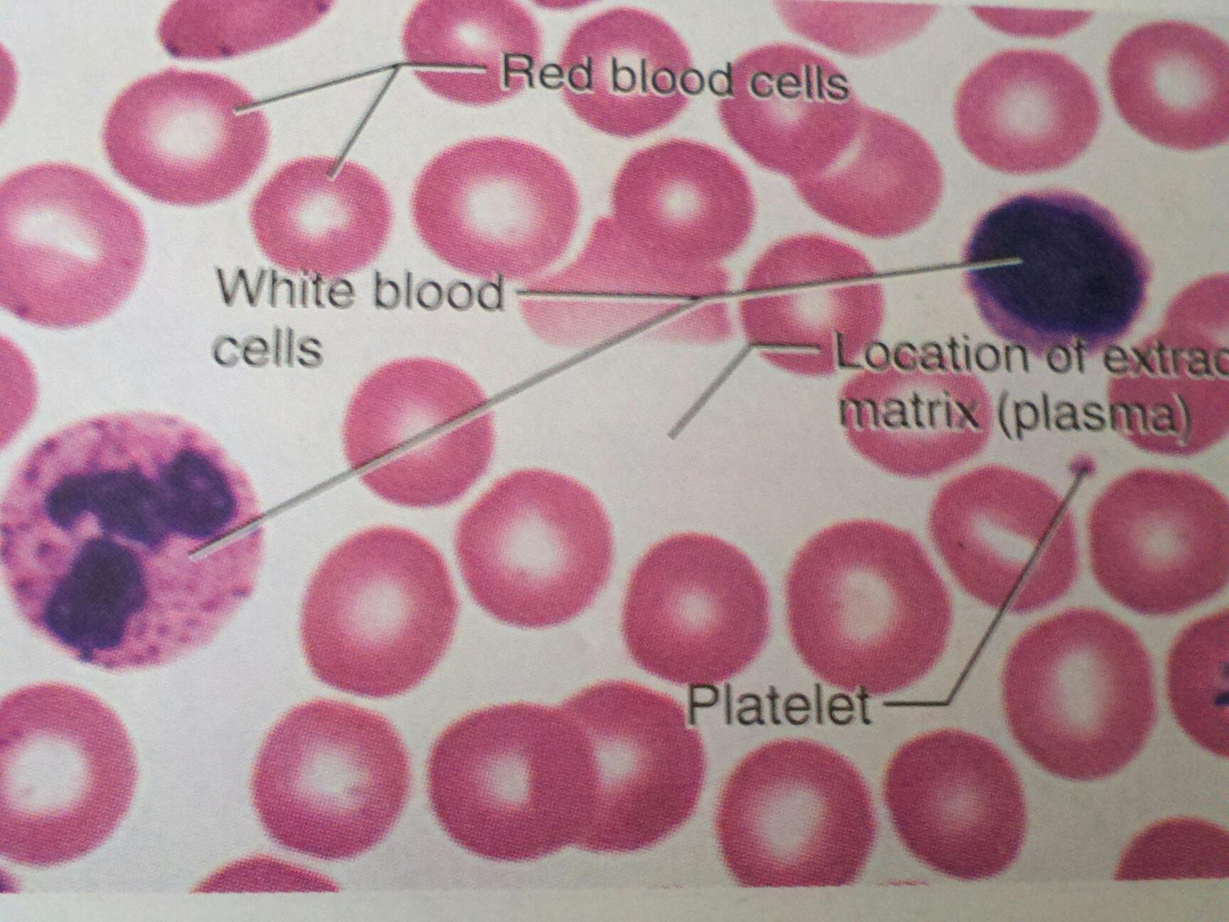 Blood Connective Tissue 400x