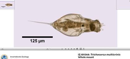 Solved 125 pm Invertebrate Zoology IZ.101344: Trichocerca | Chegg.com