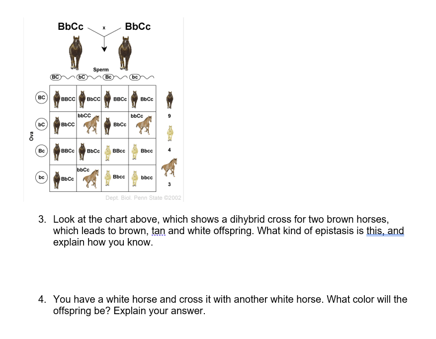 Solved Look at the chart above, which shows a dihybrid cross | Chegg.com