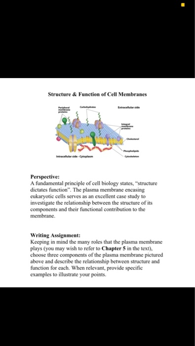 Solved Structure & Function of Cell Membranes Perspective: A | Chegg.com