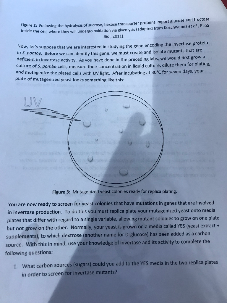 Solved During Lab 3 you utilized replica plating techniques | Chegg.com