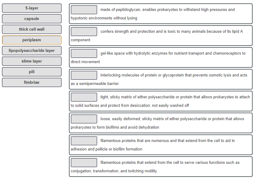 Solved S-layer capsule thick cell wall made of | Chegg.com