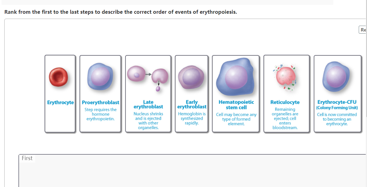Solved Rank from the first to the last steps to describe the | Chegg.com