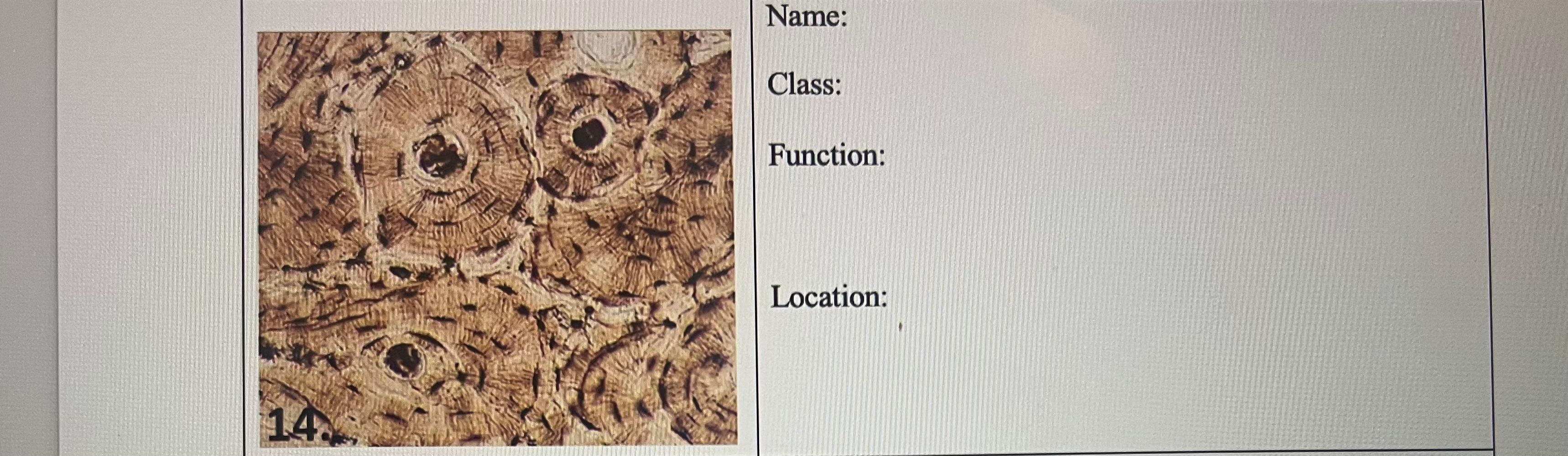 Solved Identify the tissue images in the left column. | Chegg.com