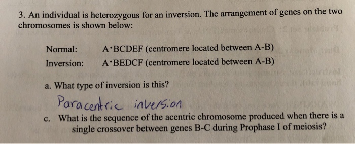 Solved 3. An individual is heterozygous for an inversion. | Chegg.com