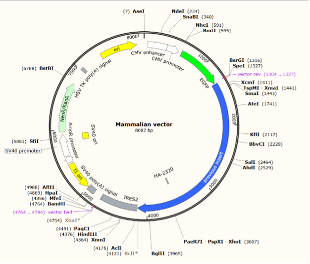 Solved Using these 2 plasmids, Explain how the CMV promotor | Chegg.com