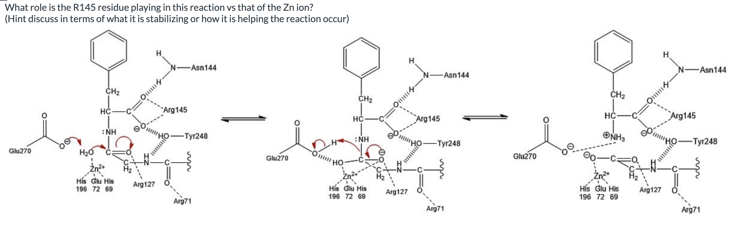 Solved What role is the R145 residue playing in this | Chegg.com