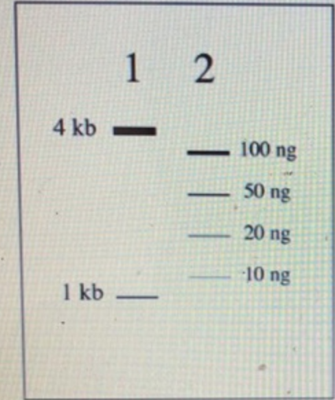 Solved Quantification Of Dna By Measuring A260 Is