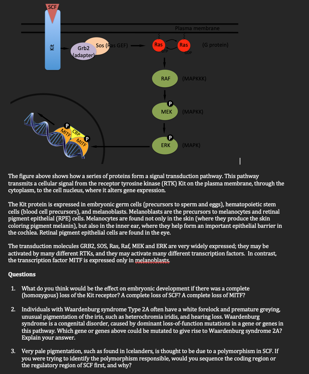 Solved SCF Plasma membrane Ras Ras Kit (G protein) Grb2 Sos | Chegg.com