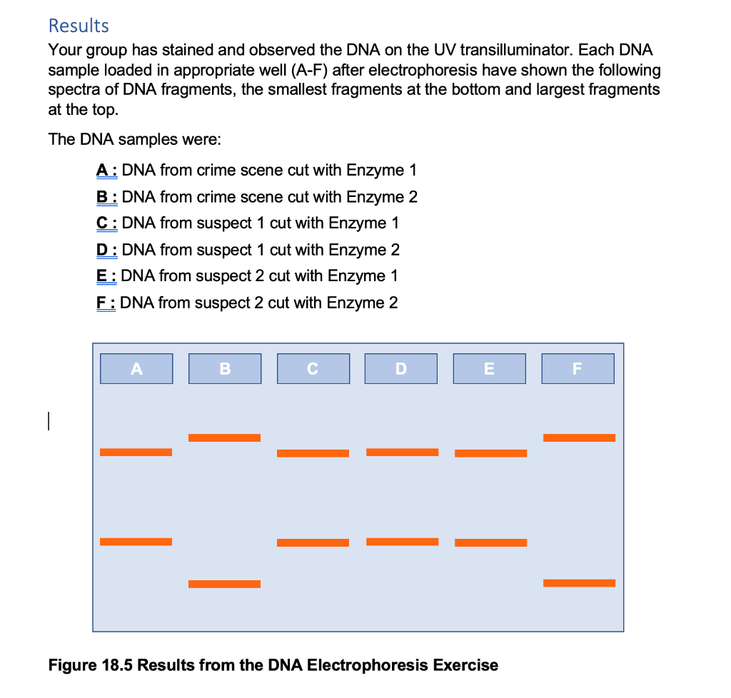 Solved Based on your results (Figure 18.5), the DNA | Chegg.com