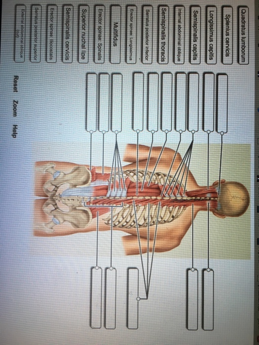 Solved label the muscle.. x+ 31 points Correctly label the | Chegg.com
