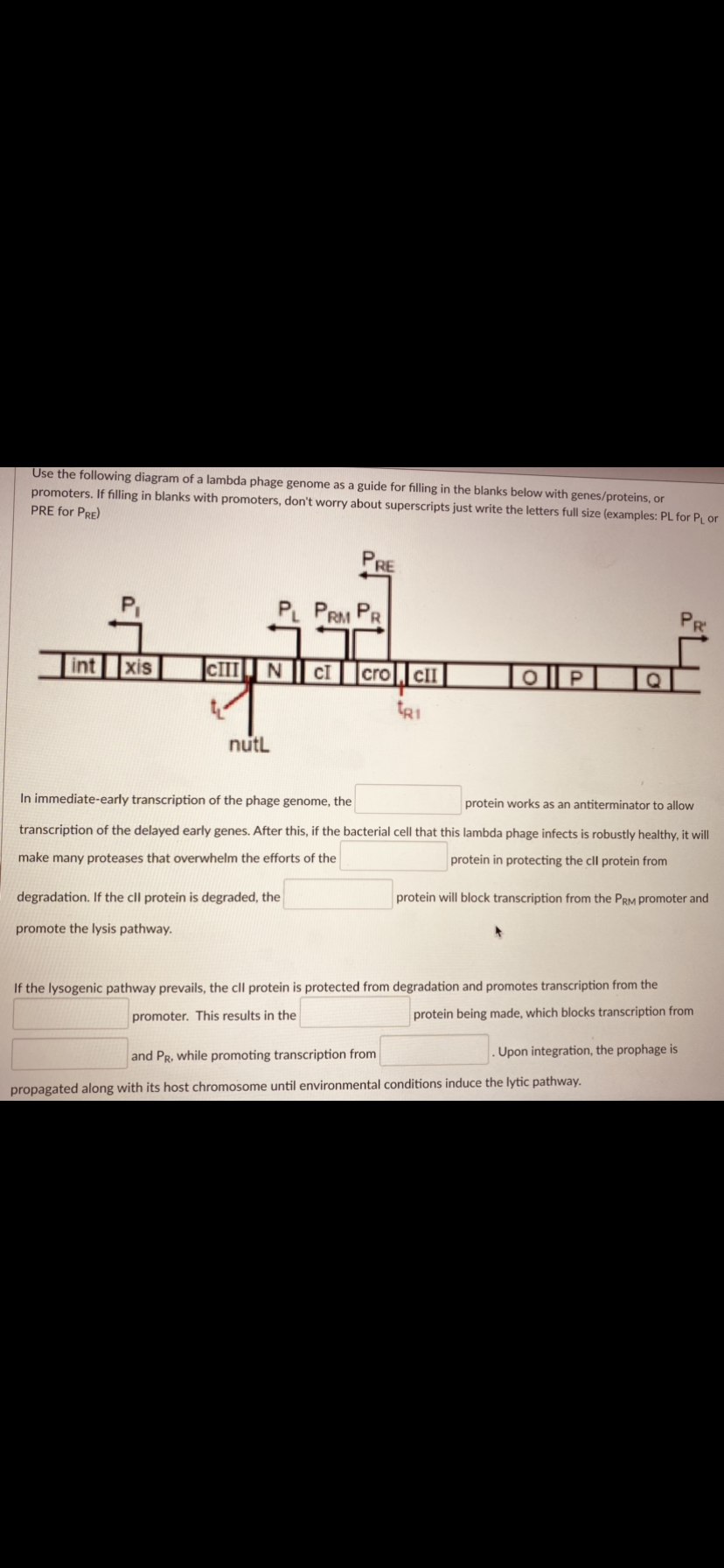 Solved Use the following diagram of a lambda phage genome as | Chegg.com
