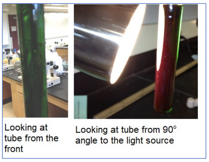Solved When you looked at the tube of chlorophyll extract at | Chegg.com
