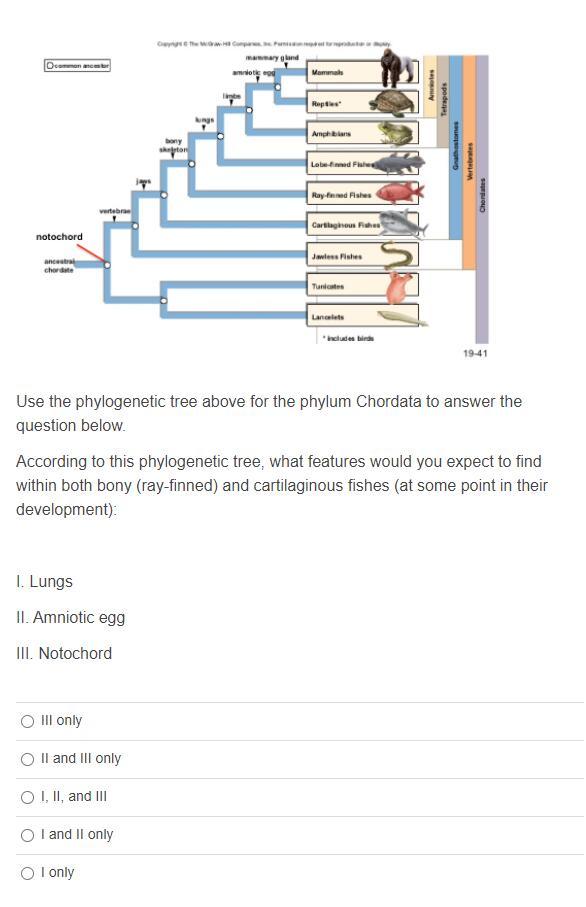 Phylum Chordata Tree