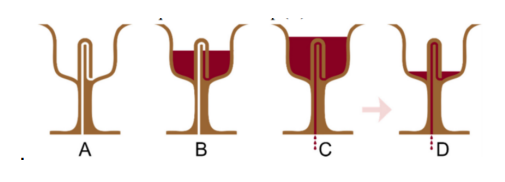 Solved "A" shows the cross-section of the cup. The cup holds | Chegg.com