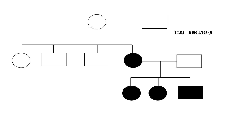 Solved Directions: Eye Color. Determine the genotype, if | Chegg.com