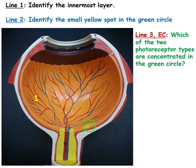 Solved Line 1: Identify the innermost layer. Line 2: | Chegg.com