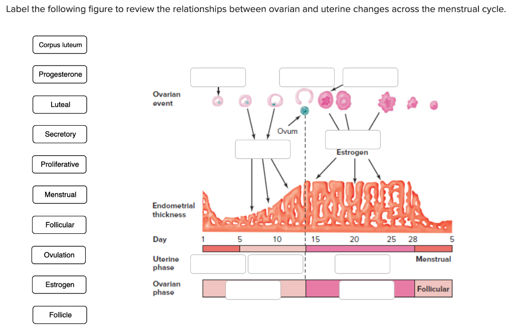 Solved Label the following figure to review the | Chegg.com