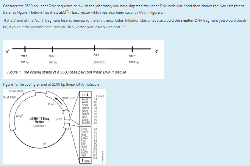 Solved Consider the 3500 bp linear DNA sequence below. In | Chegg.com