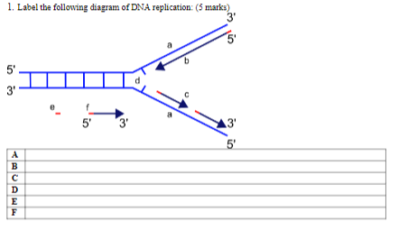 Solved 1. Label the following diagram of DNA replication: (5 | Chegg.com