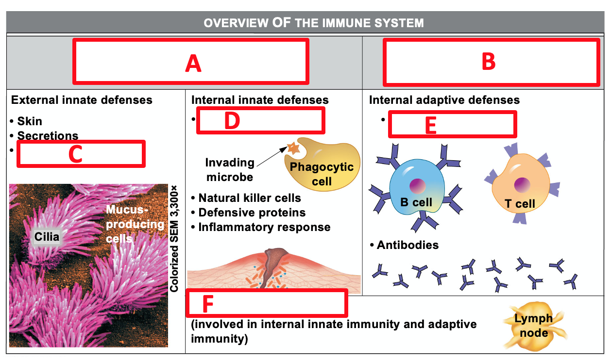Solved 01. Fill in the missing labels on this overview of | Chegg.com