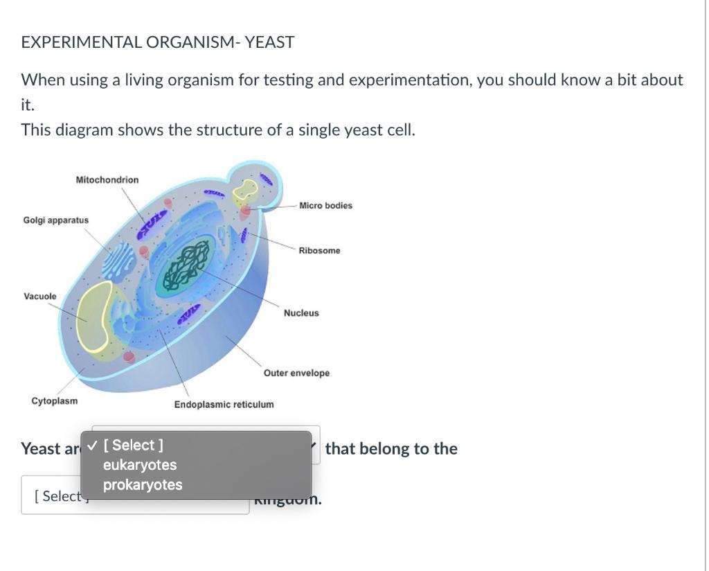 Solved EXPERIMENTAL ORGANISM-YEAST When using a living | Chegg.com