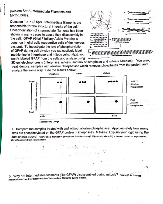 Solved Problem Set 3-Intermediate Filaments and Microtubules | Chegg.com