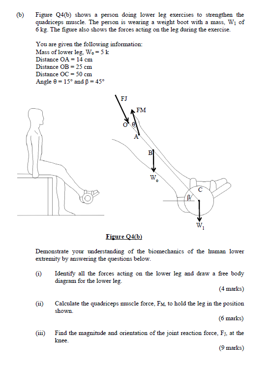 Solved (6) Figure Q4(b) shows a person doing lower leg | Chegg.com