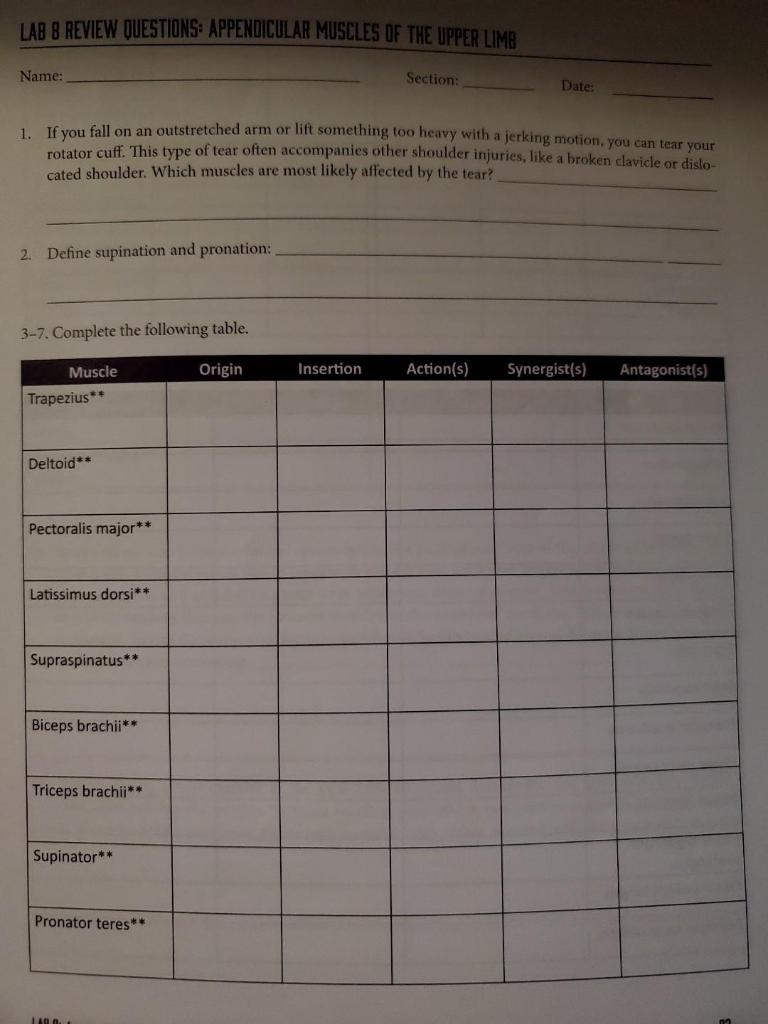 Solved LAB 8 REVIEW QUESTIONS APPENDICULAR MUSCLES OF THE | Chegg.com