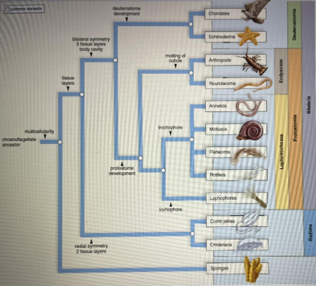 Solved This is a tree that shows the diversity of animals | Chegg.com