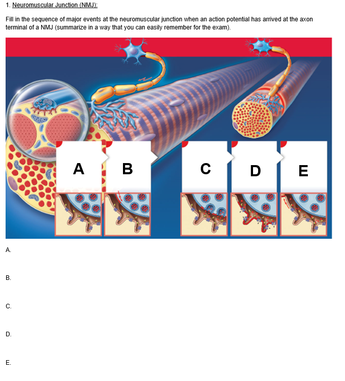 Solved 1. Neuromuscular Junction (NMJ): Fill in the sequence | Chegg.com