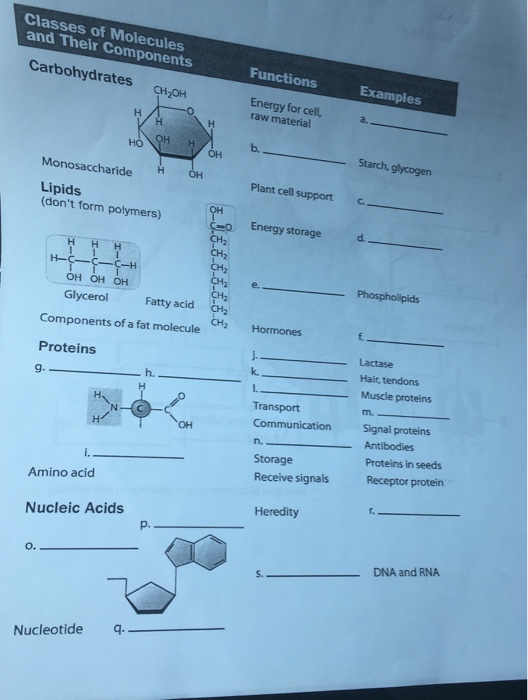 Solved Classes of Molecules and Their Components Functions | Chegg.com