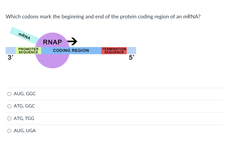 Solved Which codons mark the beginning and end of the | Chegg.com