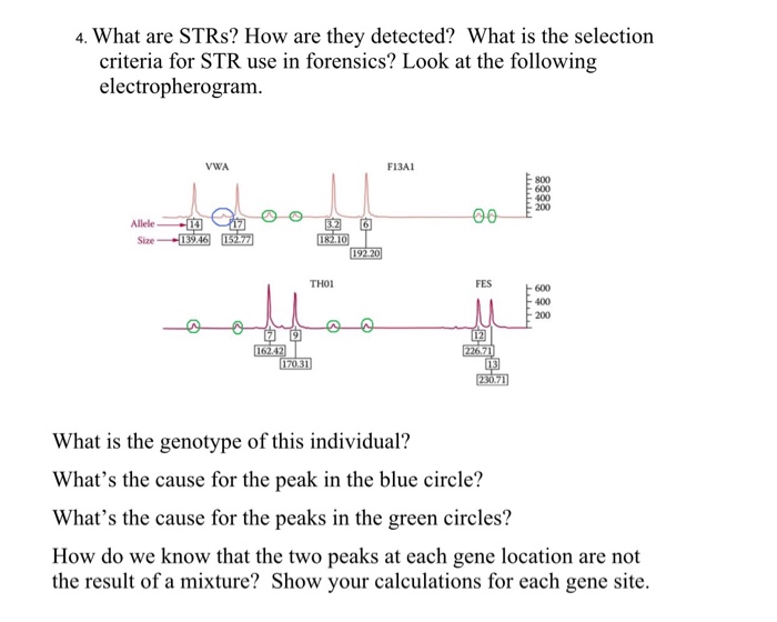 Solved What are STRs? How are they detected? What is the | Chegg.com