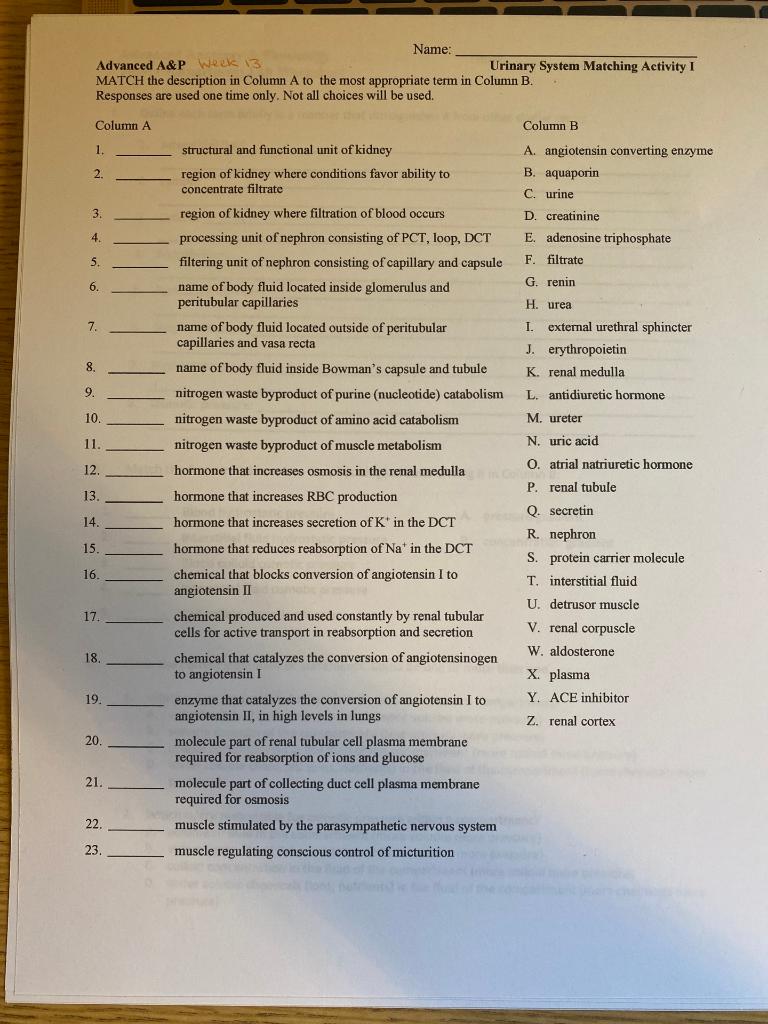 Solved Name: Advanced A&P Week 13 Urinary System Matching | Chegg.com