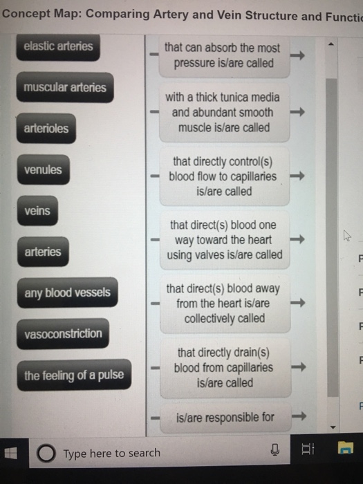 Solved Concept Map: Comparing Artery and Vein Structure and | Chegg.com