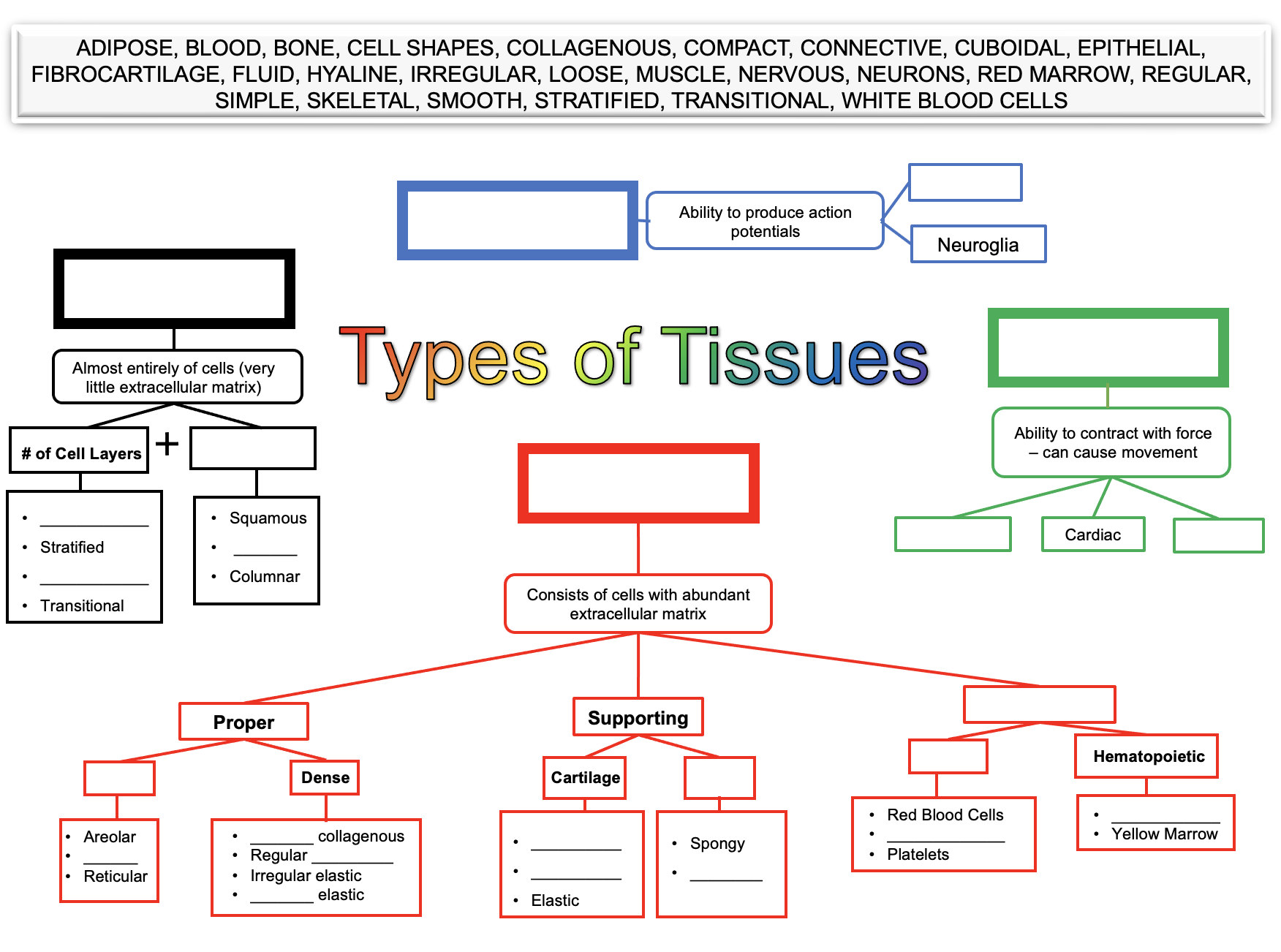 Solved ADIPOSE, BLOOD, BONE, CELL SHAPES, COLLAGENOUS, | Chegg.com
